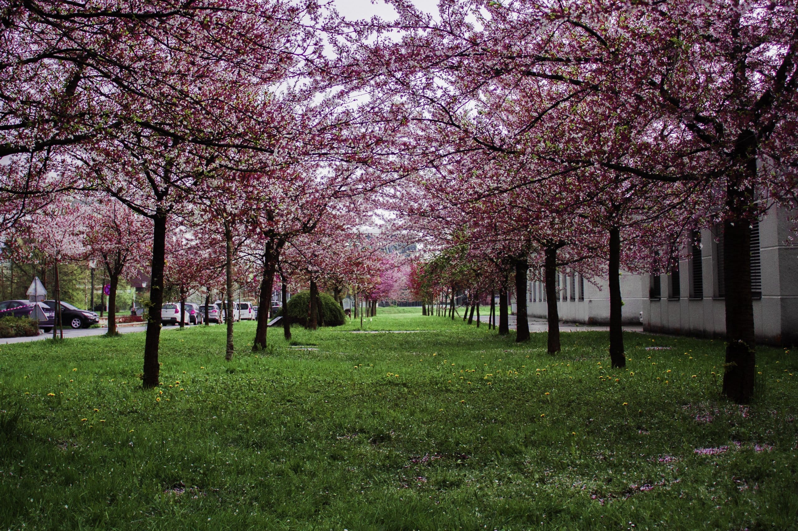 Welcome Spring Promotions! - Derma Bright Clinic Vancouver